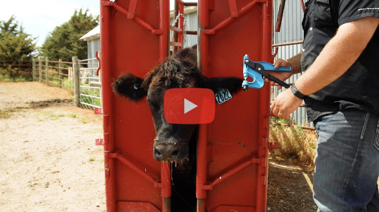 Allflex–The Future of Digital Identification